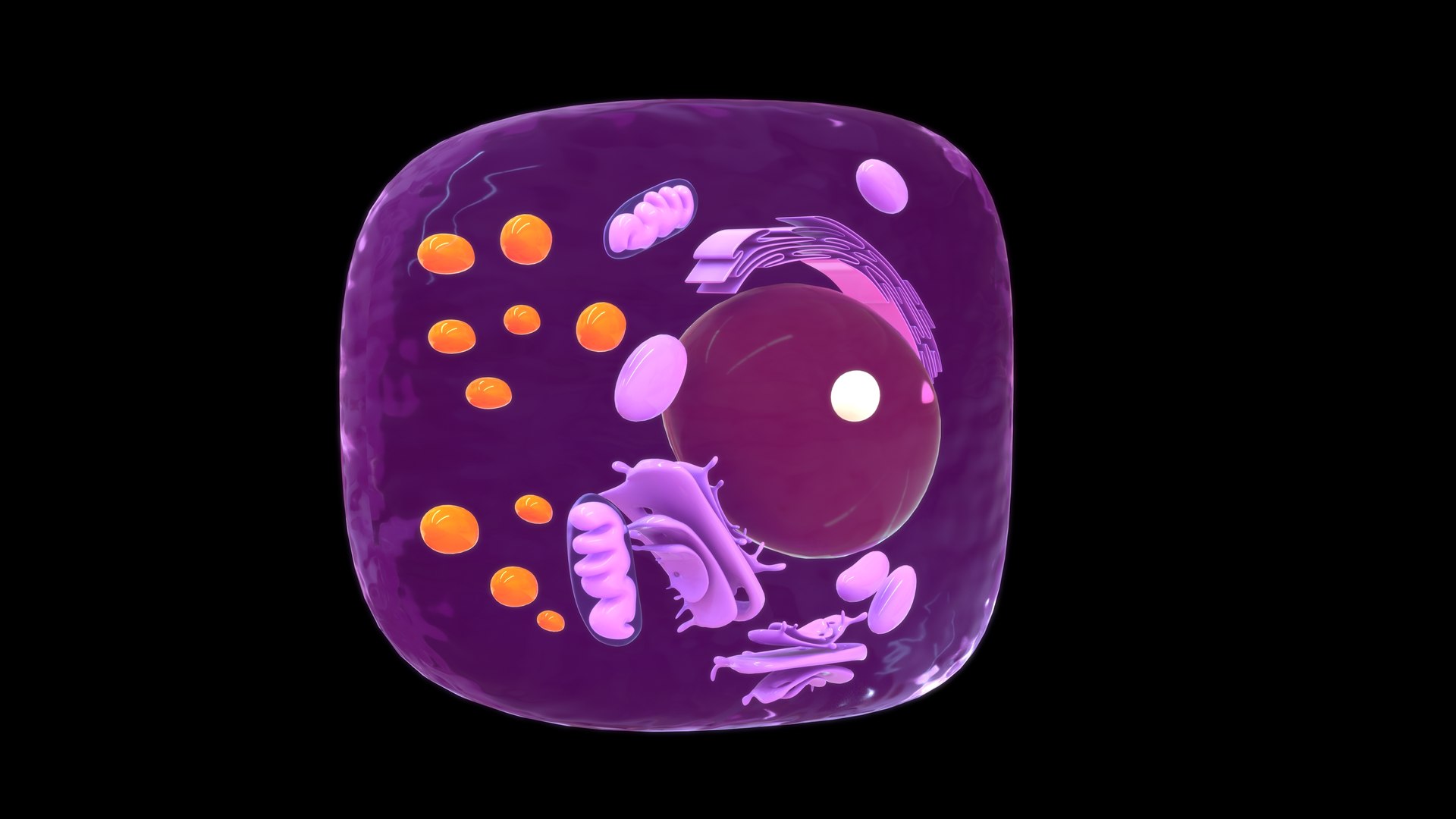 3D Model Gastric Chief Cell - TurboSquid 2187978