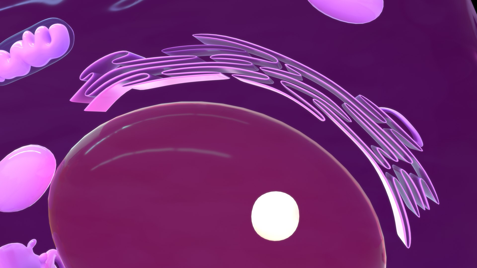 3D Model Gastric Chief Cell - TurboSquid 2187978