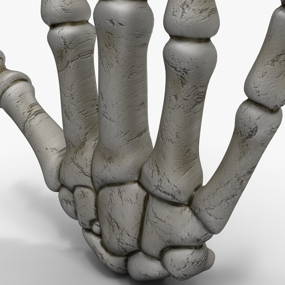 Hand Bones 3d Model