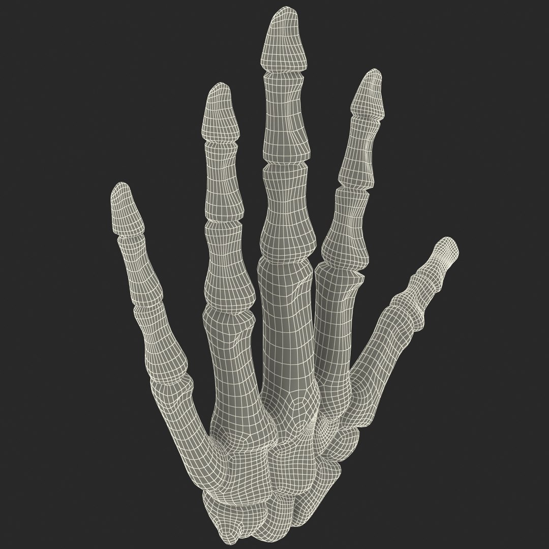Hand Bones 3d Model