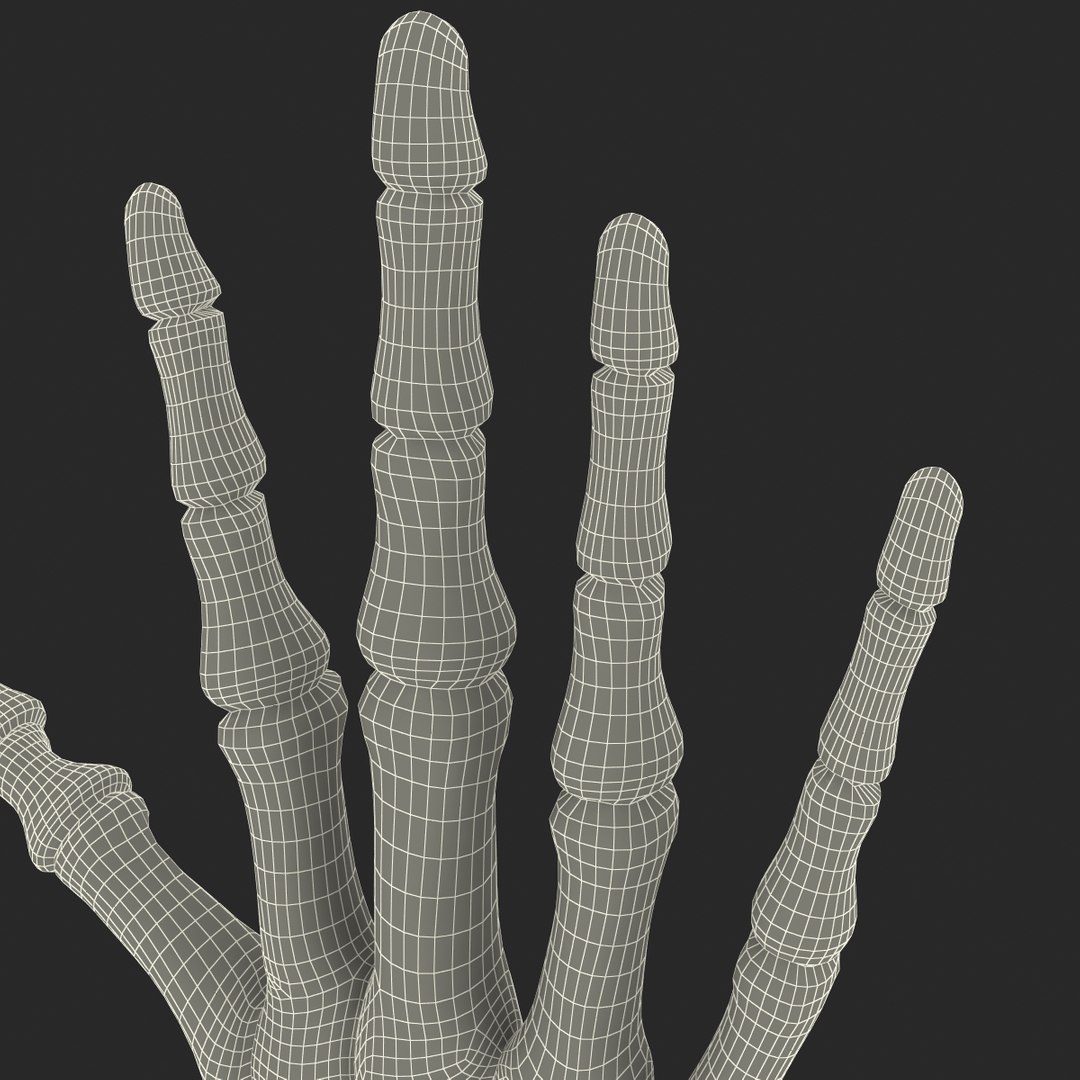 Hand Bones 3d Model