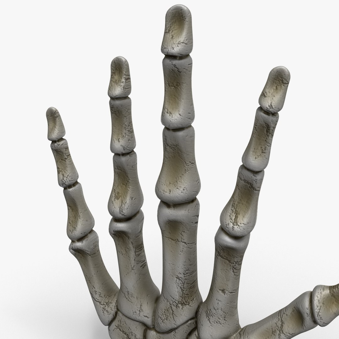 Hand Bones 3d Model