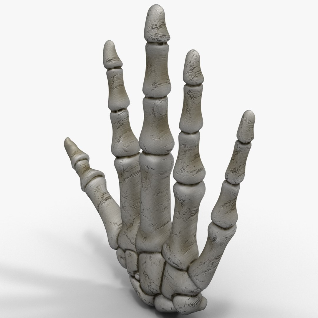 Hand Bones 3d Model