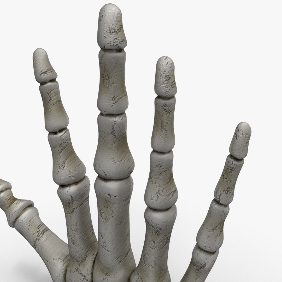Hand Bones 3d Model