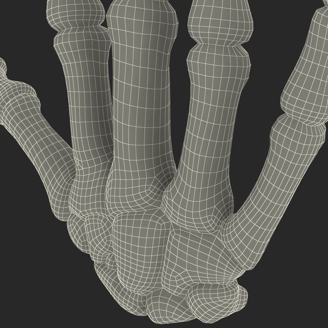 Hand Bones 3d Model