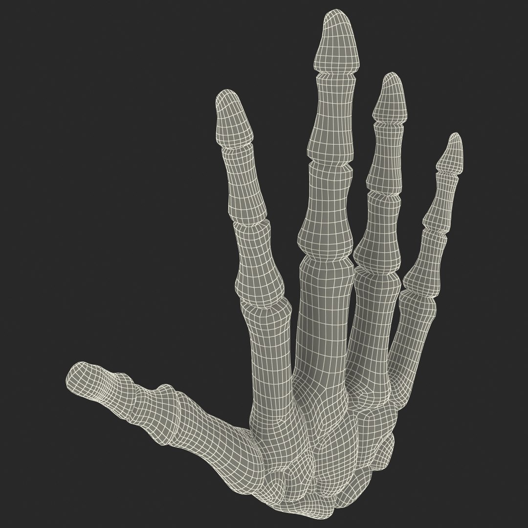 Hand Bones 3d Model