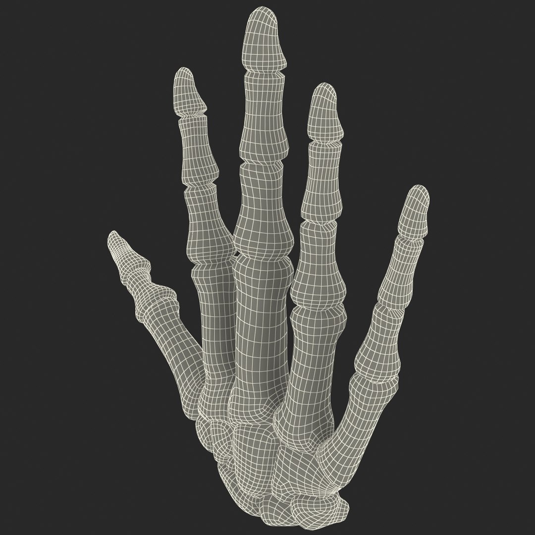 Hand Bones 3d Model