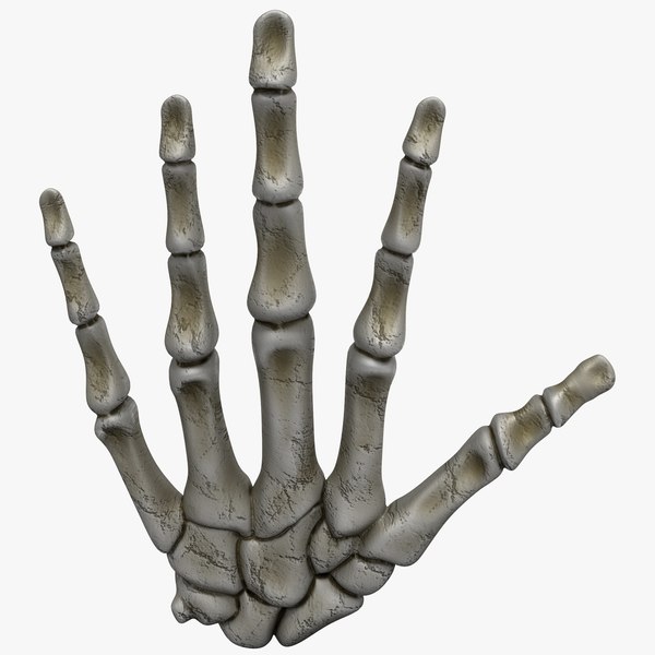 hand bones 3d model