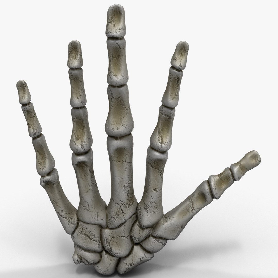 Hand Bones 3d Model