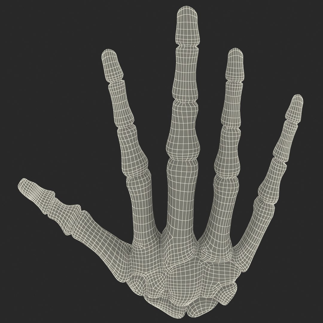 Hand Bones 3d Model