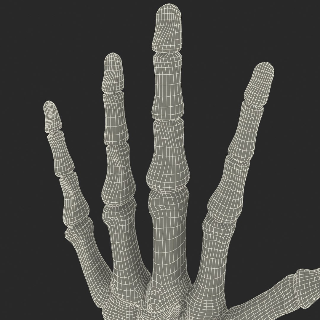 Hand Bones 3d Model