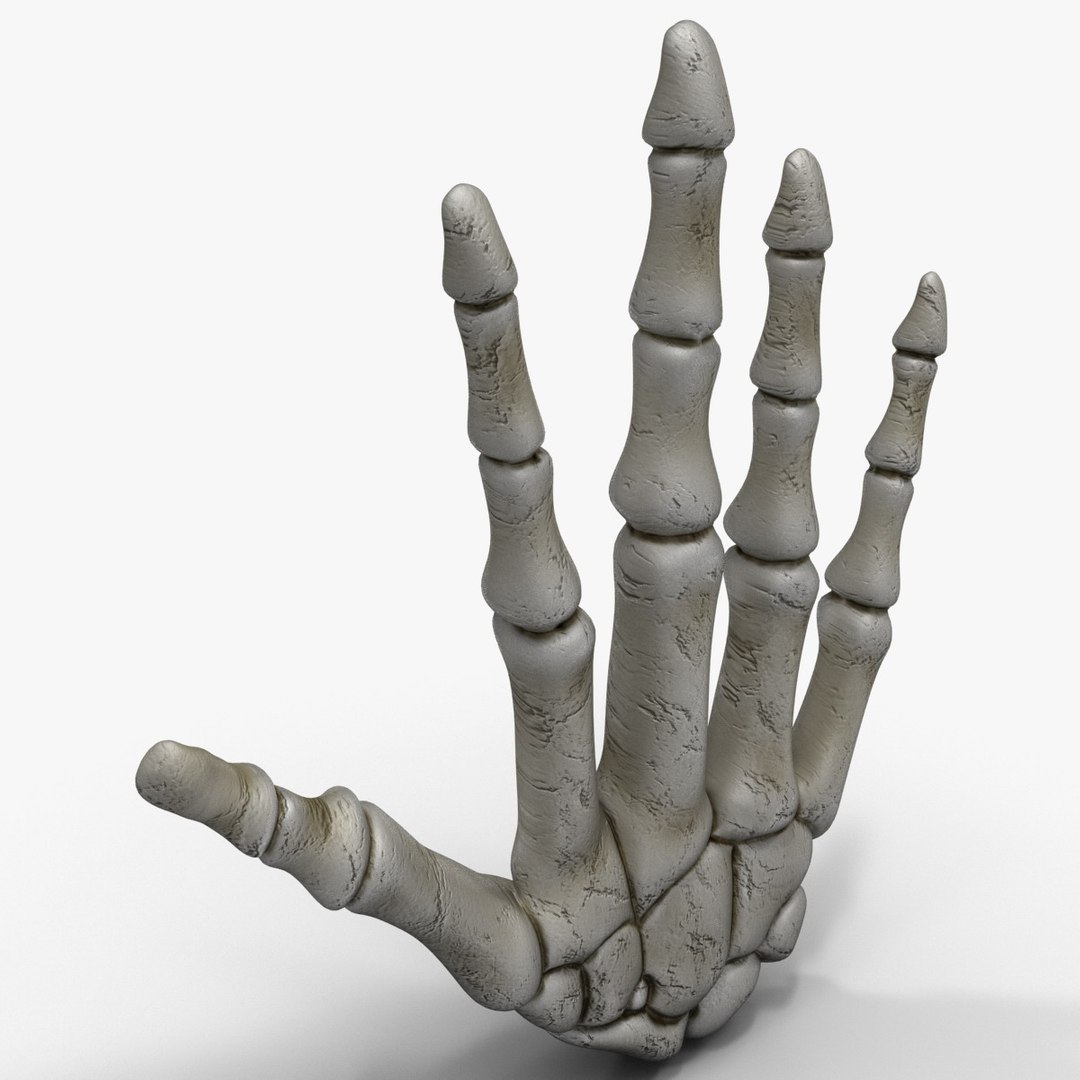 Hand Bones 3d Model