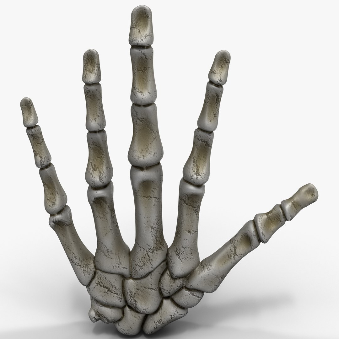 Hand Bones 3d Model