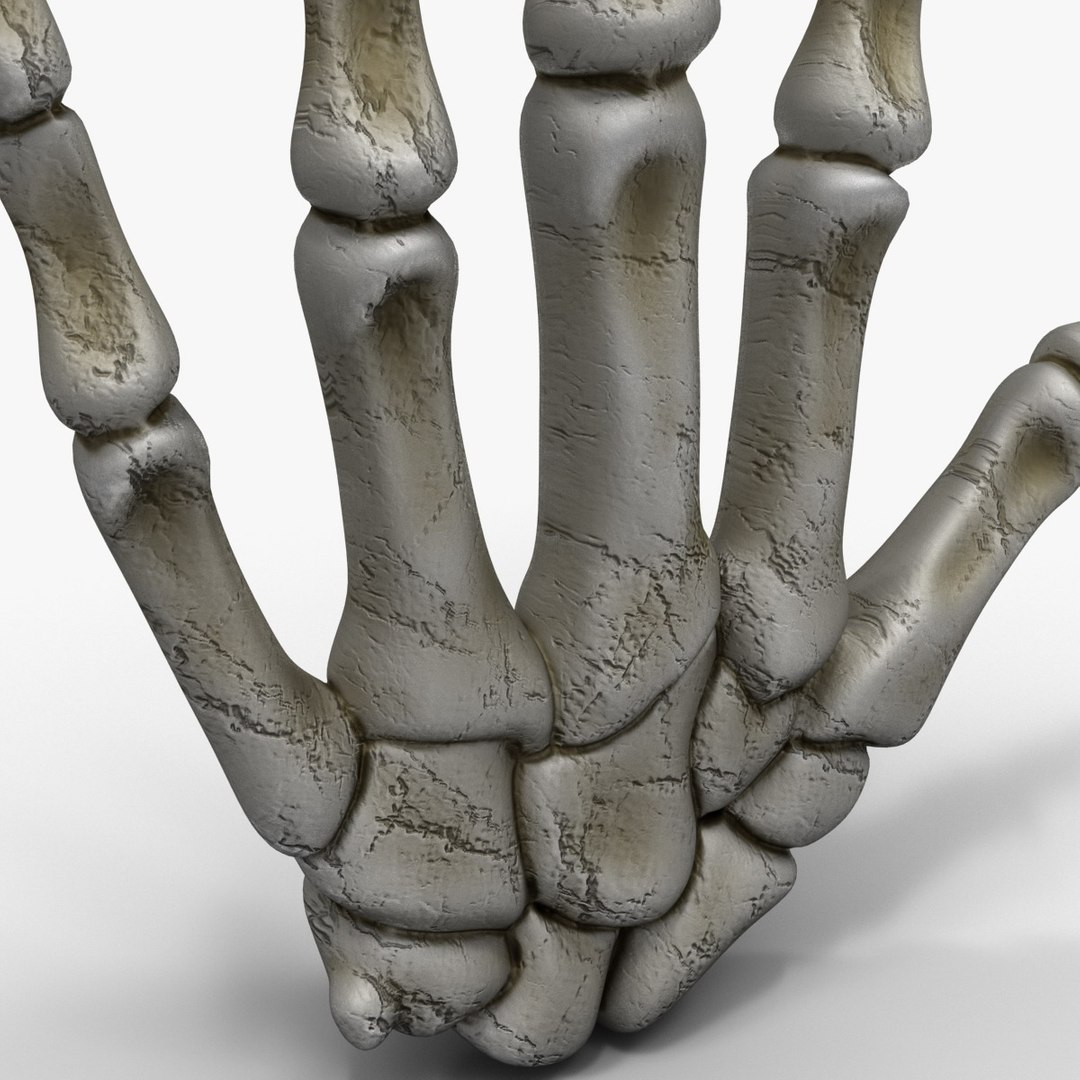 Hand Bones 3d Model