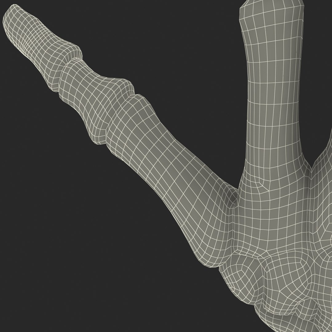 Hand Bones 3d Model