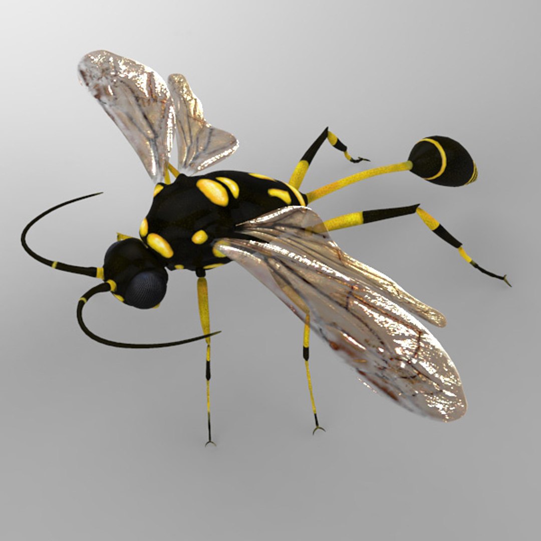 Wasp Sceliphron 3D Model - TurboSquid 1327719