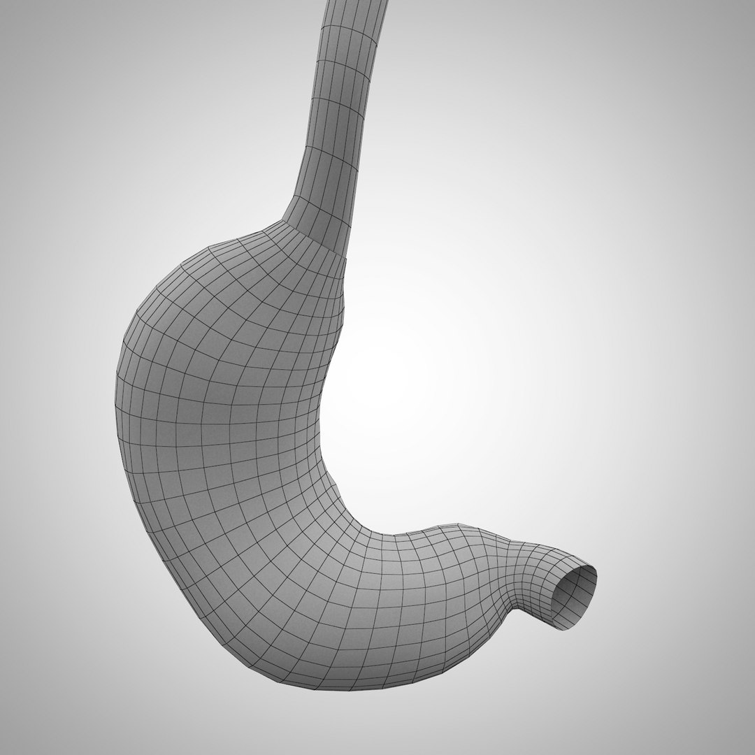 3D Human Stomach Model - TurboSquid 1175873