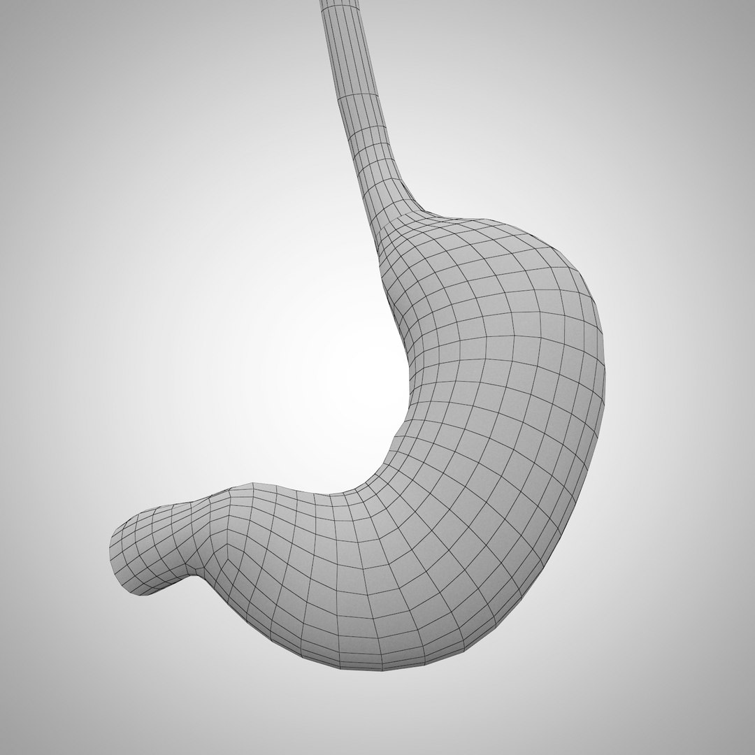 3D Human Stomach Model - TurboSquid 1175873