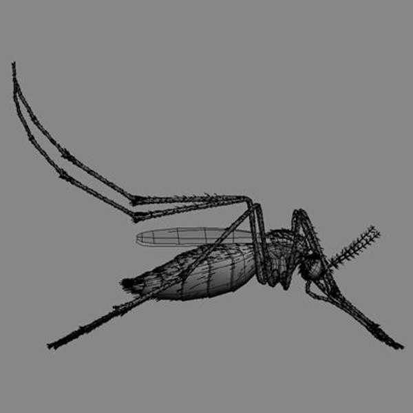 mosquito insect 3d model