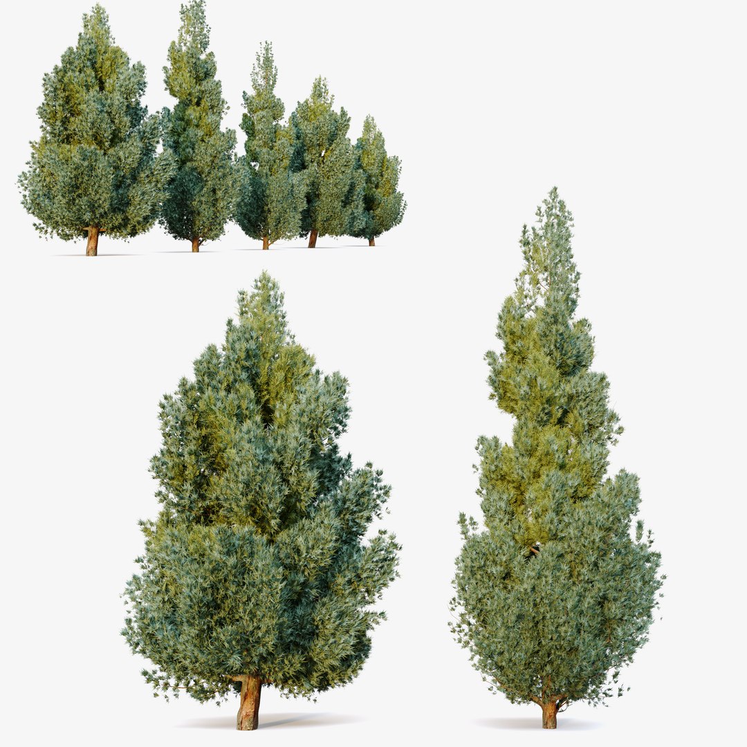 Moonglow Juniper 3D - TurboSquid 1946888