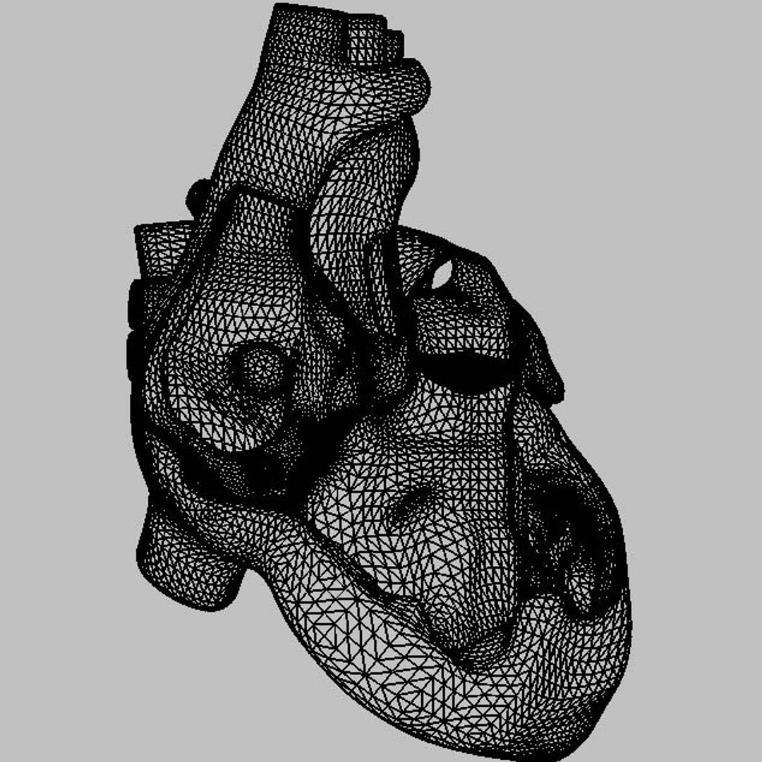 Human Heart Interior 3d Model