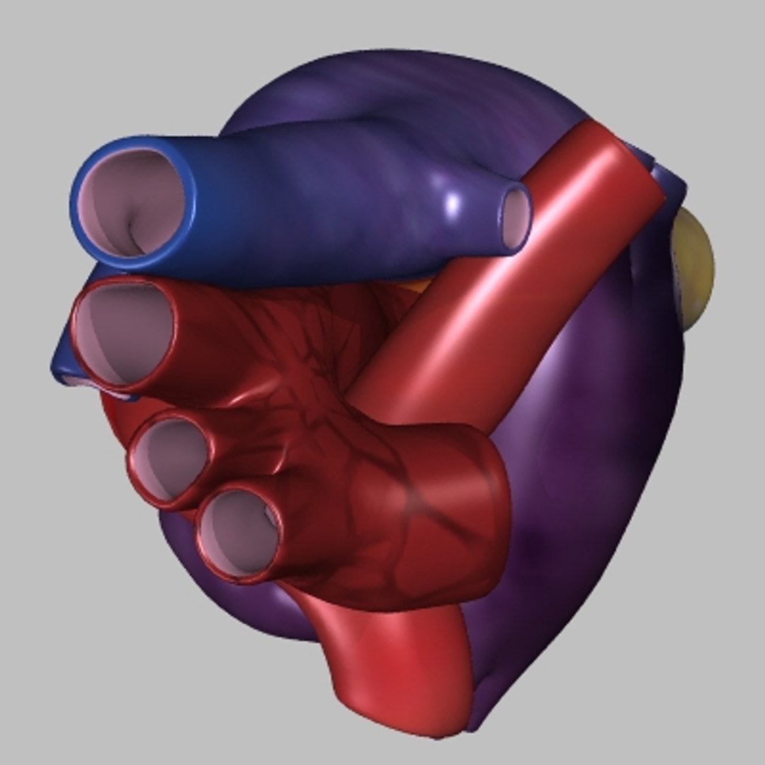 Human Heart Interior 3d Model