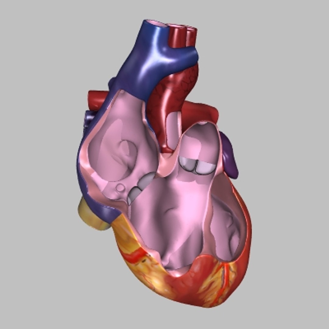 Human Heart Interior 3d Model