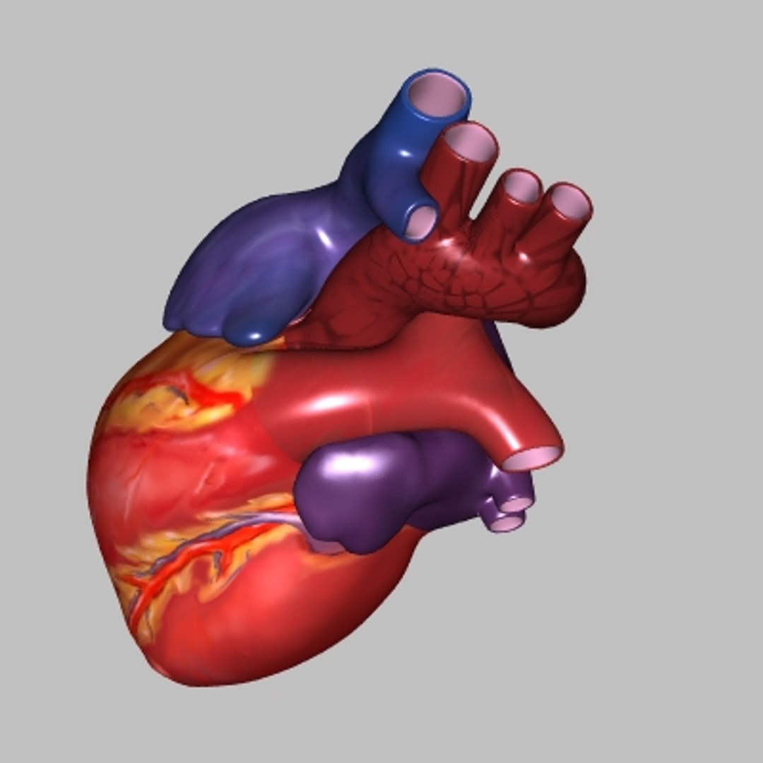Human Heart Interior 3d Model