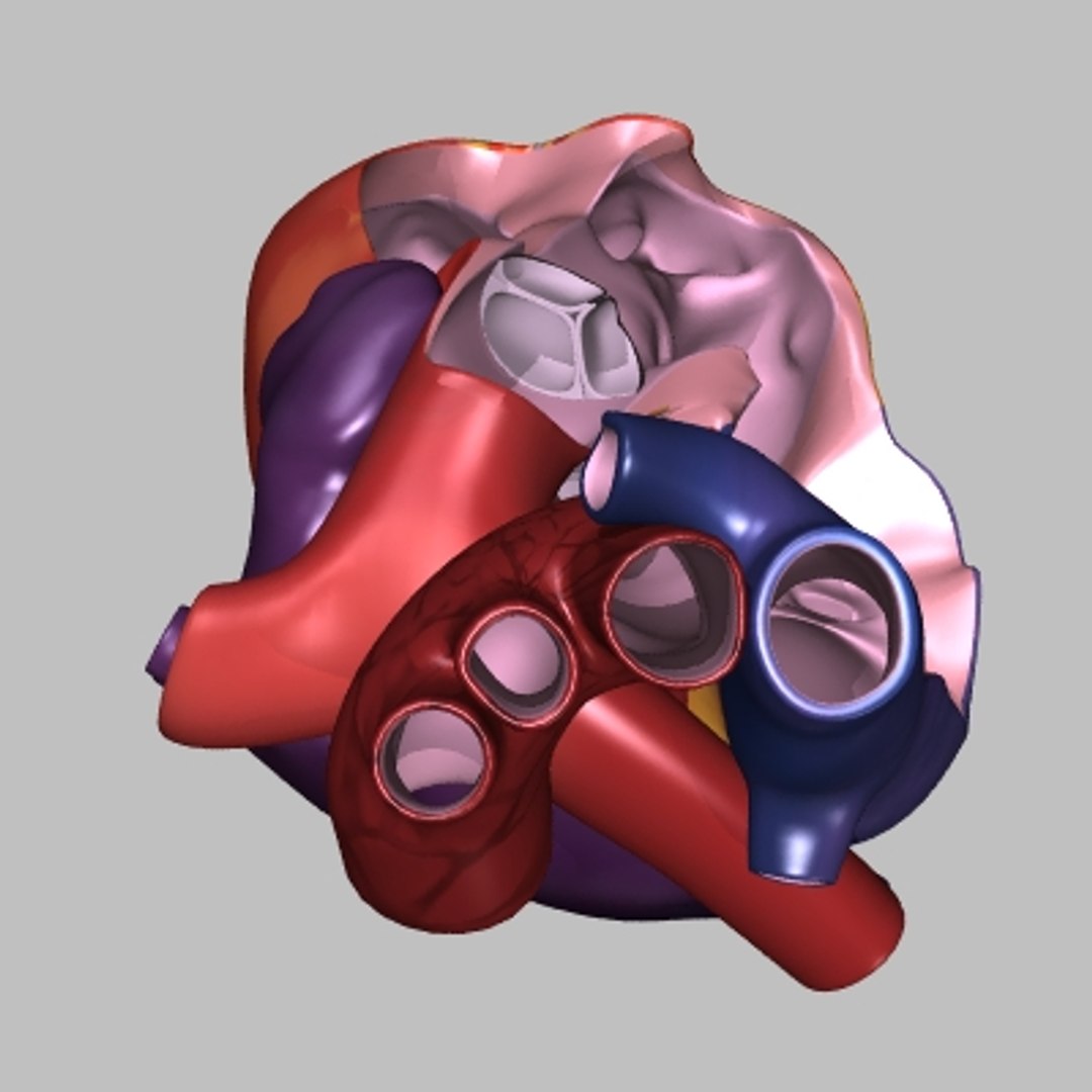 Human Heart Interior 3d Model