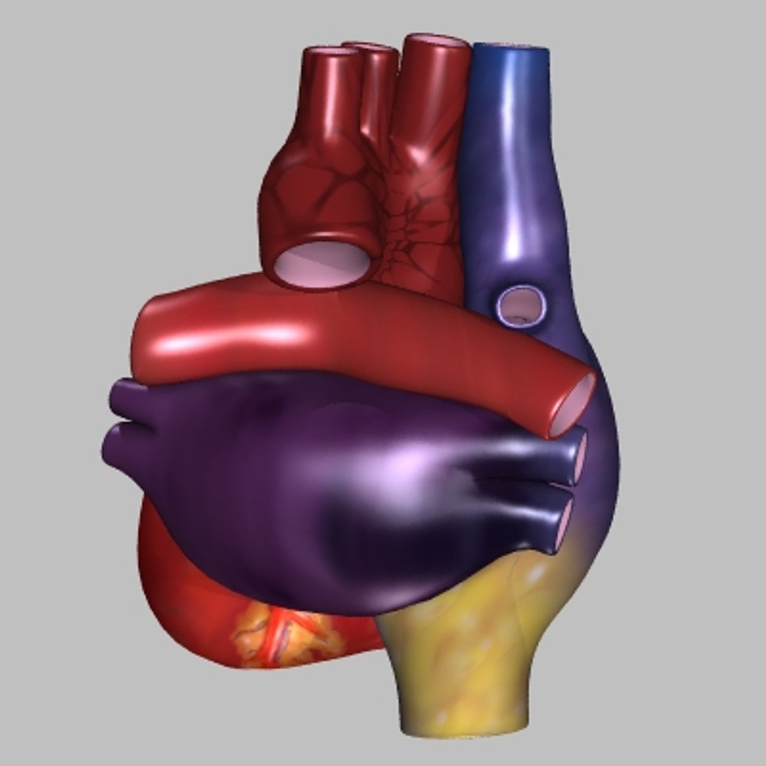 Human Heart Interior 3d Model