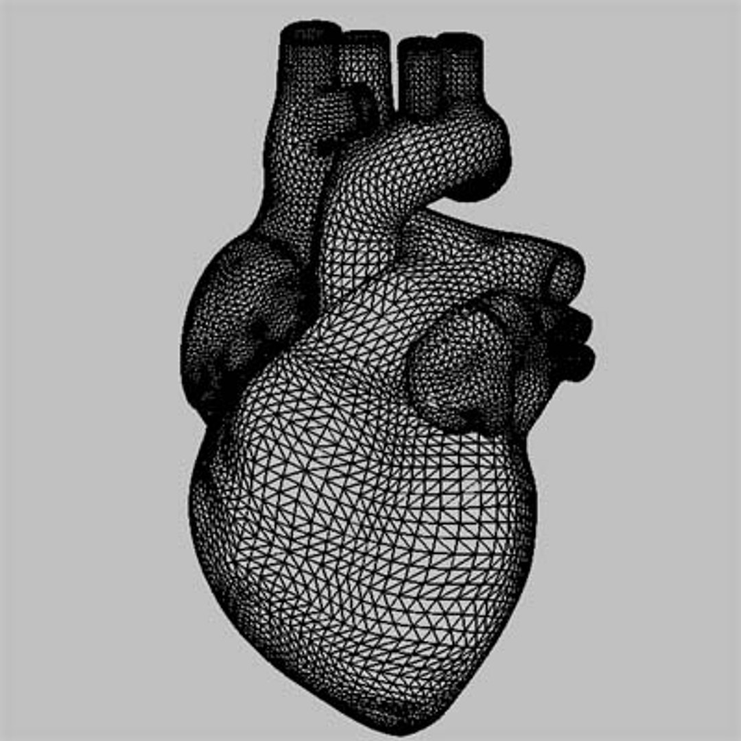 Human Heart Interior 3d Model