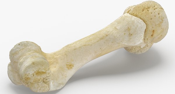 진짜 국내 돼지 Sus Domesticus Humerus Bone 01 3D 모델 - TurboSquid 1580645