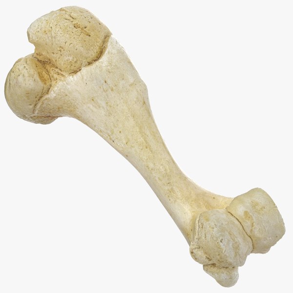 3D domestic pig sus domesticus model - TurboSquid 1580645