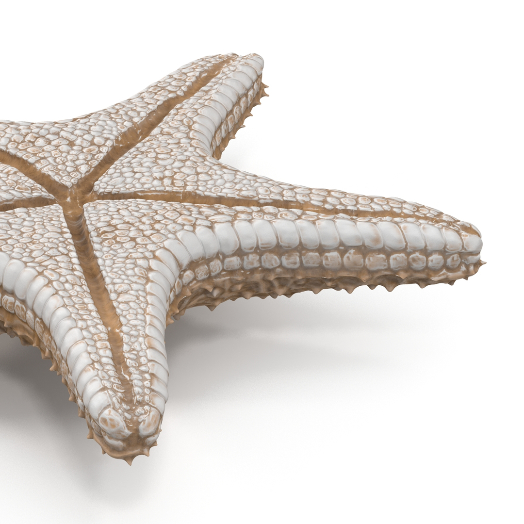 3d starfish star fish