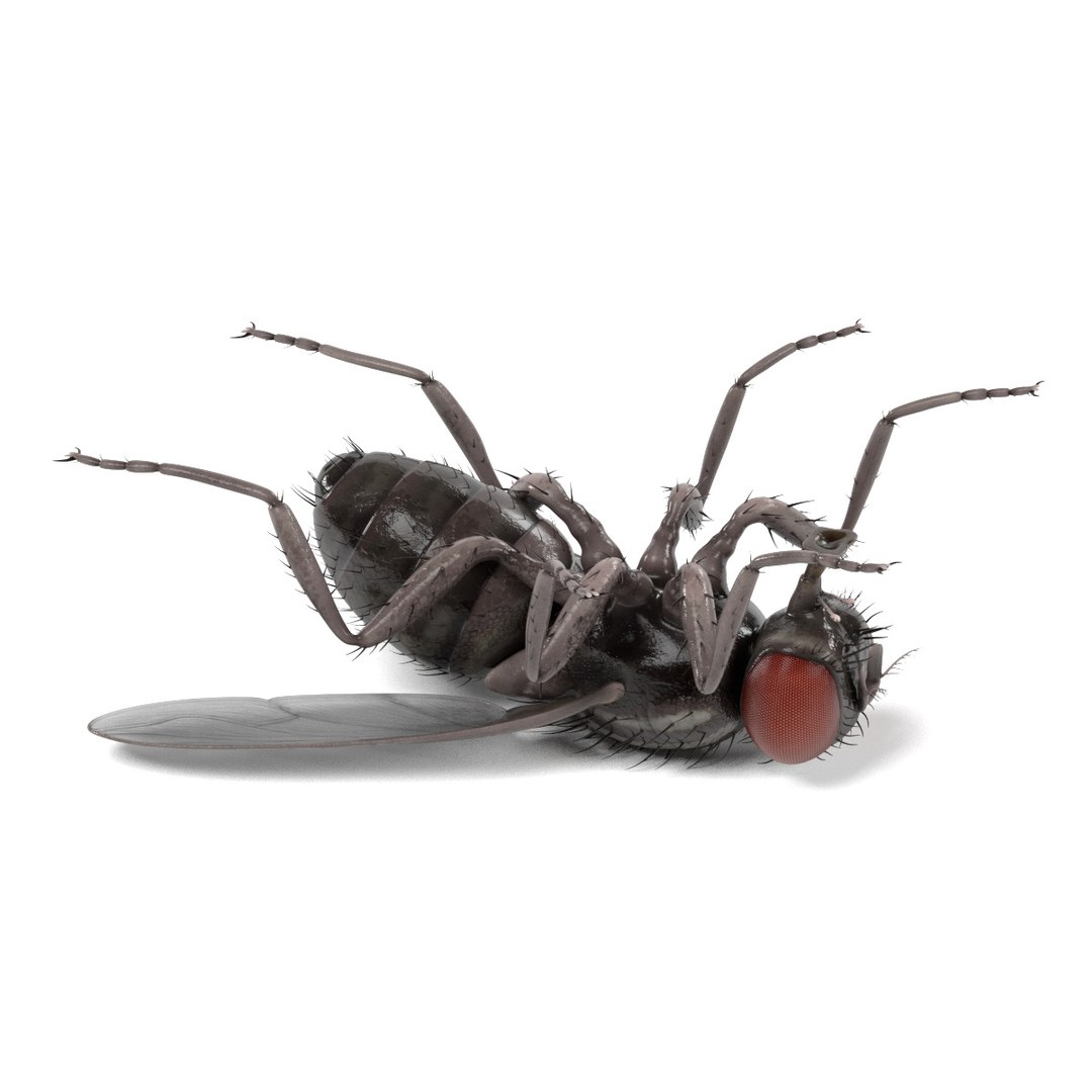 3d Musca Domestica