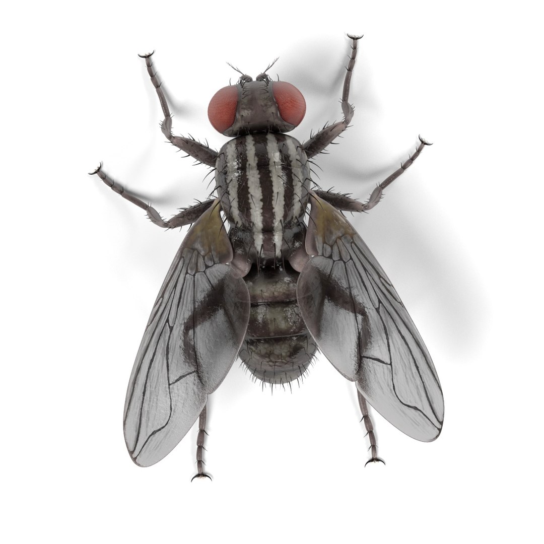 3d Musca Domestica