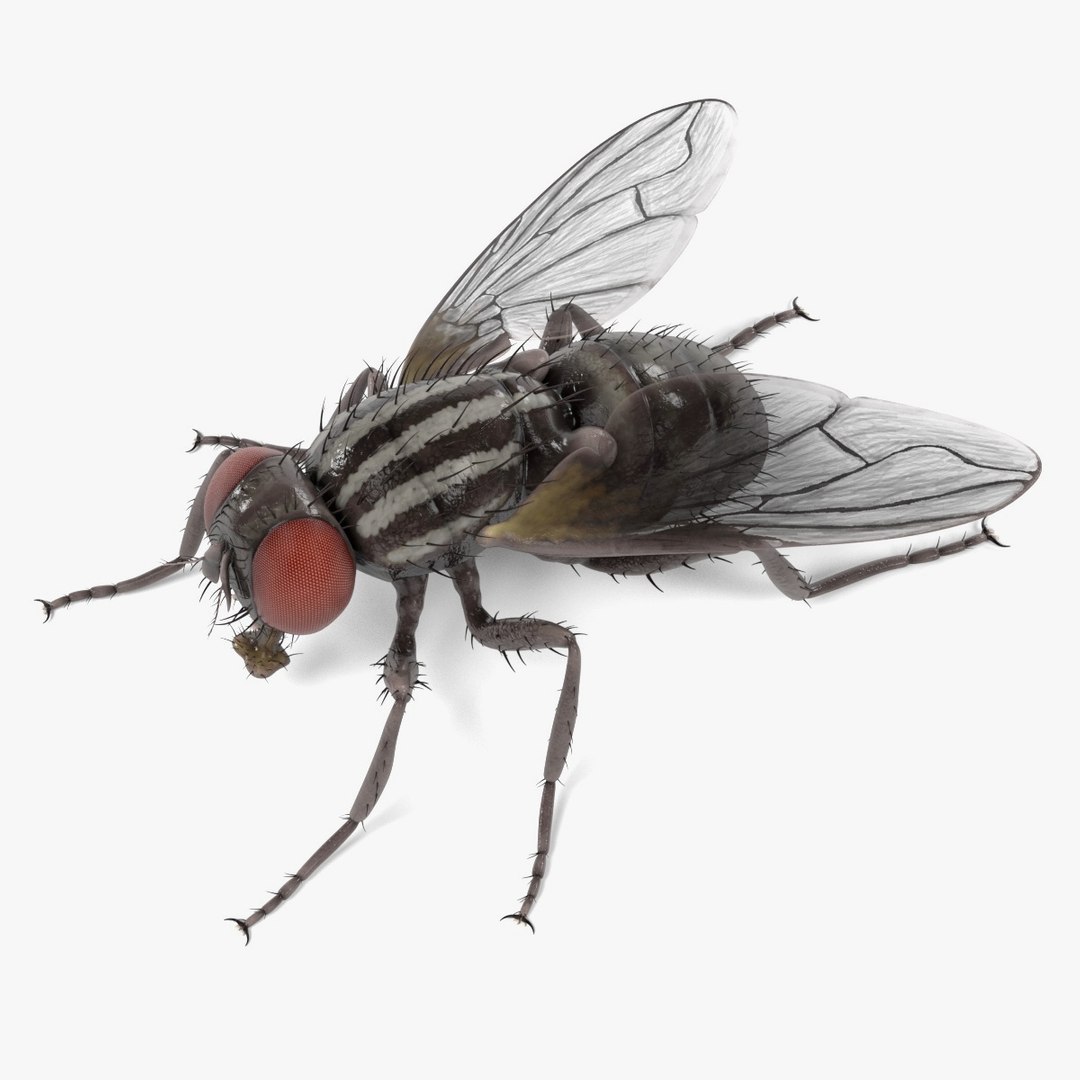 3d Musca Domestica
