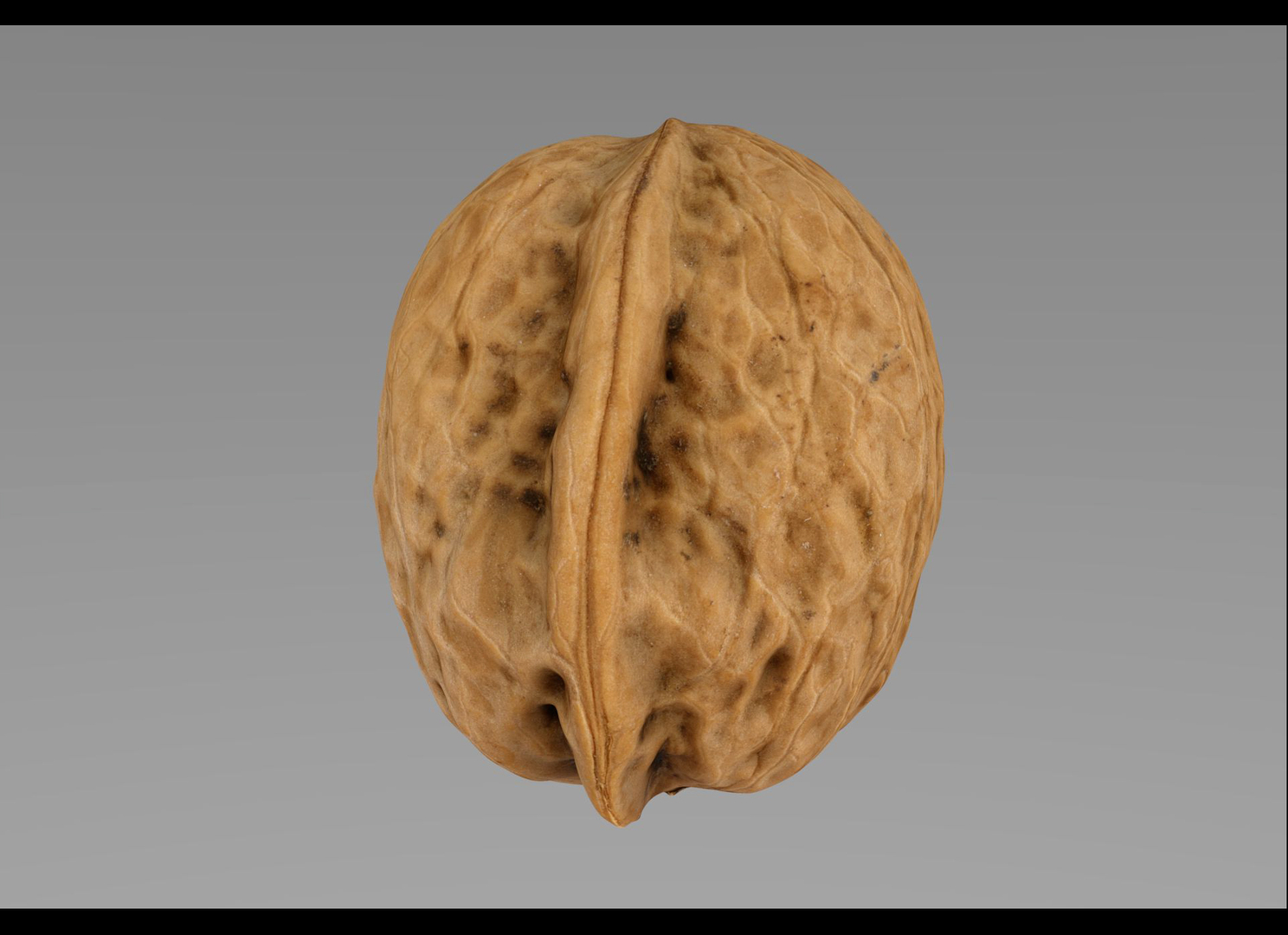 3D Walnut - TurboSquid 1976568