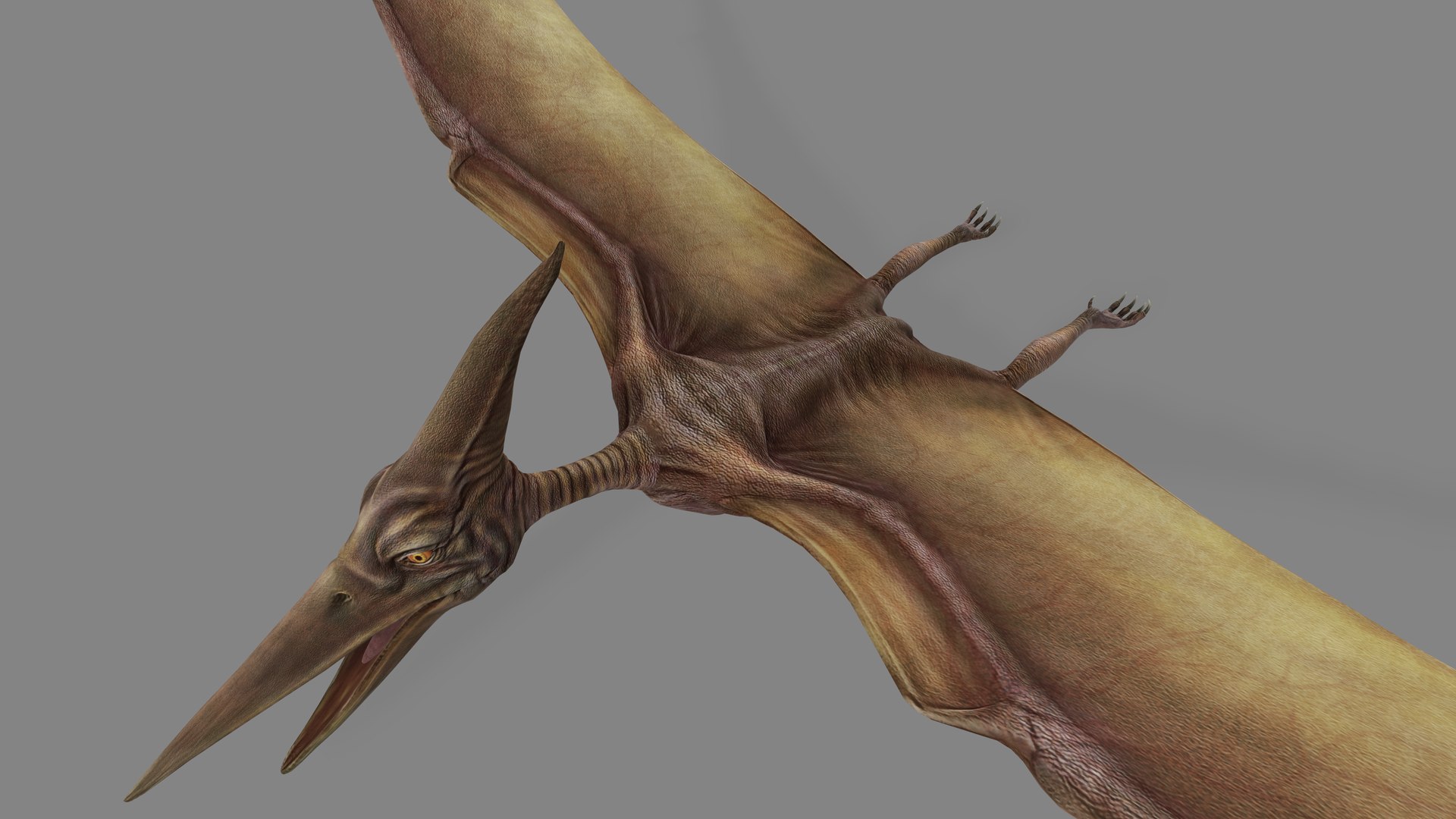 Pterodactyl Low-poly 3D Model - TurboSquid 2127902