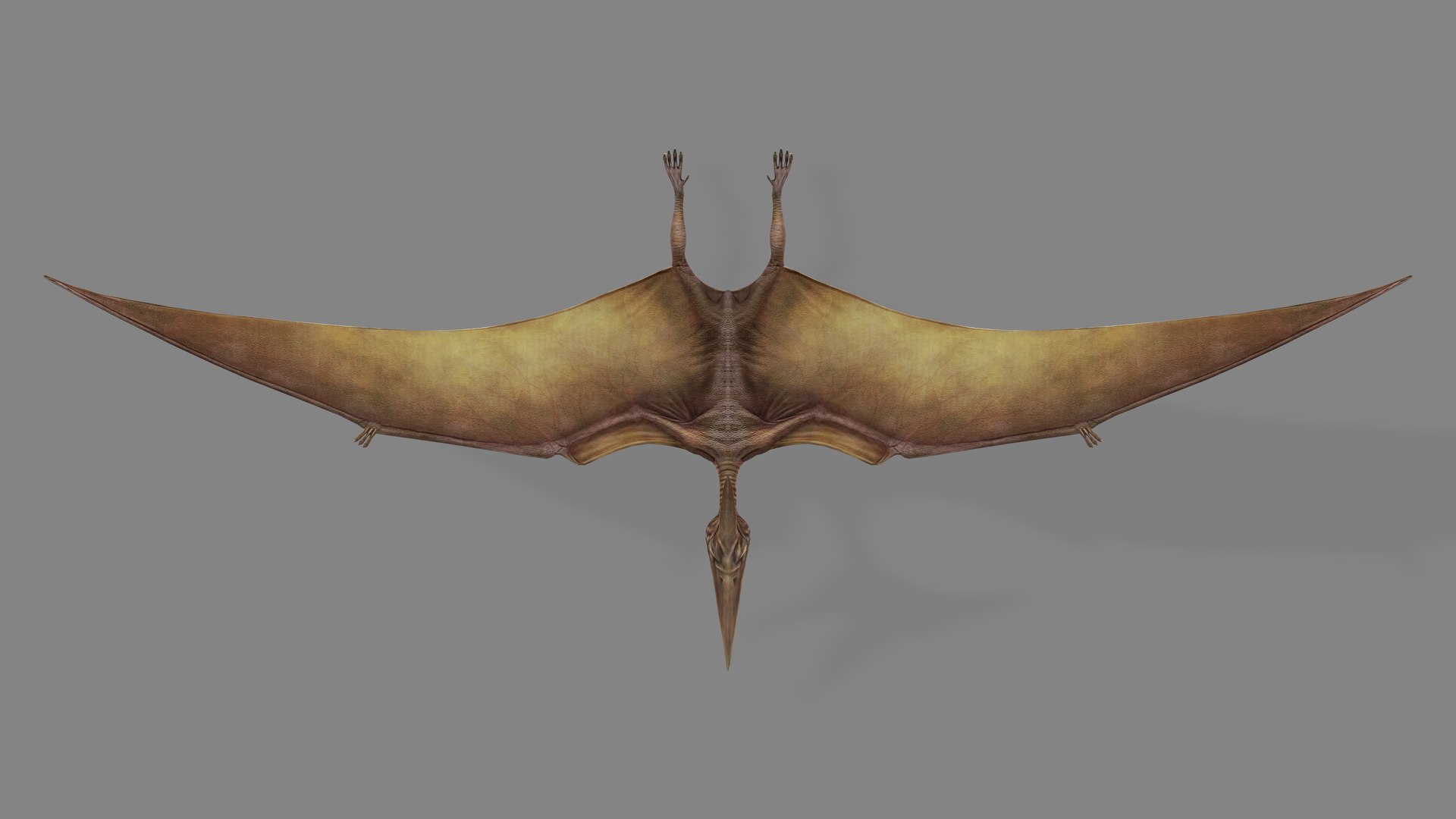 Pterodactyl Low-poly 3D Model - TurboSquid 2127902