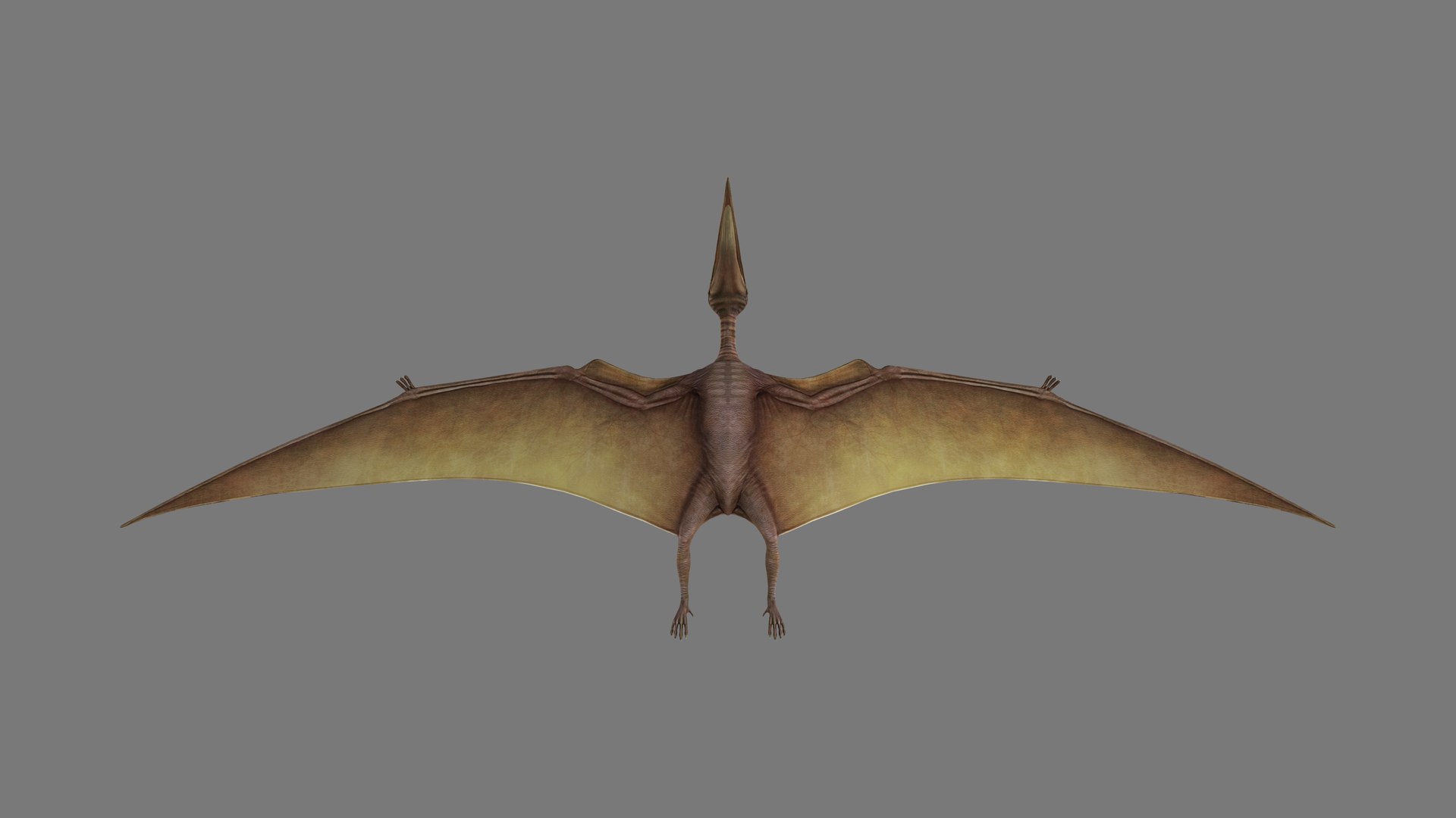 Pterodactyl Low-poly 3D Model - TurboSquid 2127902