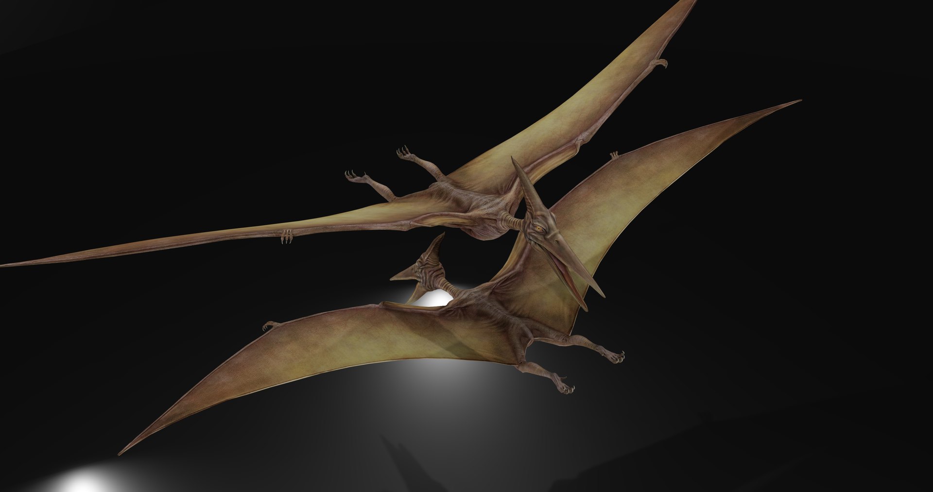 Pterodactyl Low-poly 3D Model - TurboSquid 2127902