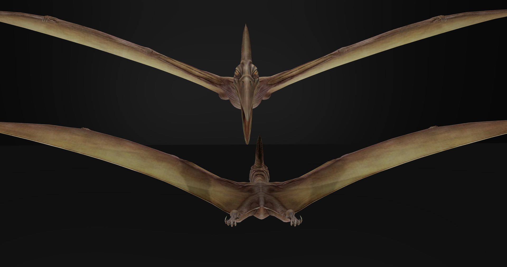 Pterodactyl Low-poly 3D Model - TurboSquid 2127902