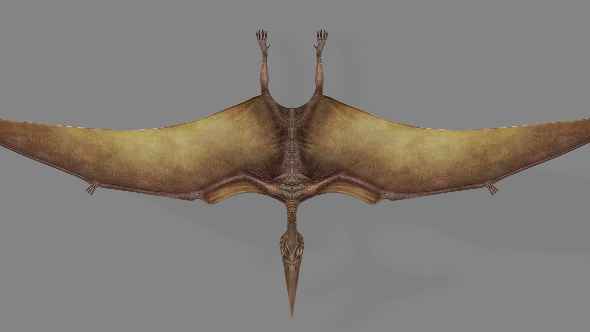 Pterodactyl Low-poly 3D Model - TurboSquid 2127902