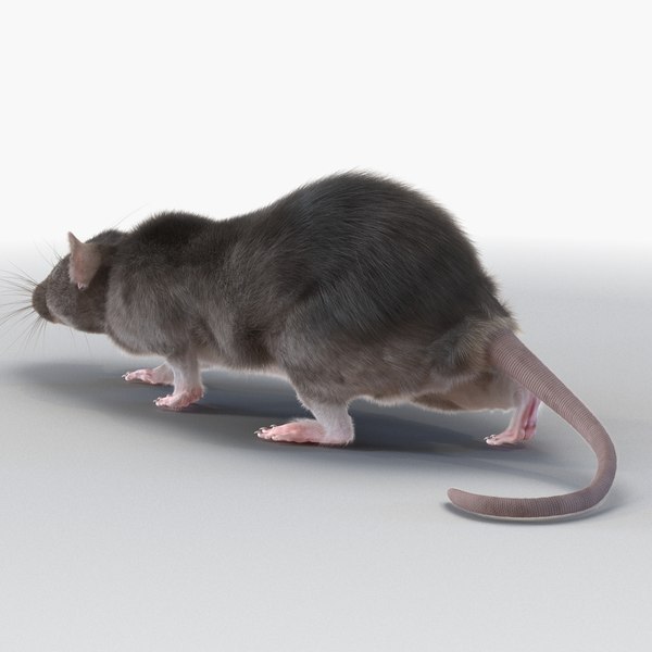 max rat pose 3