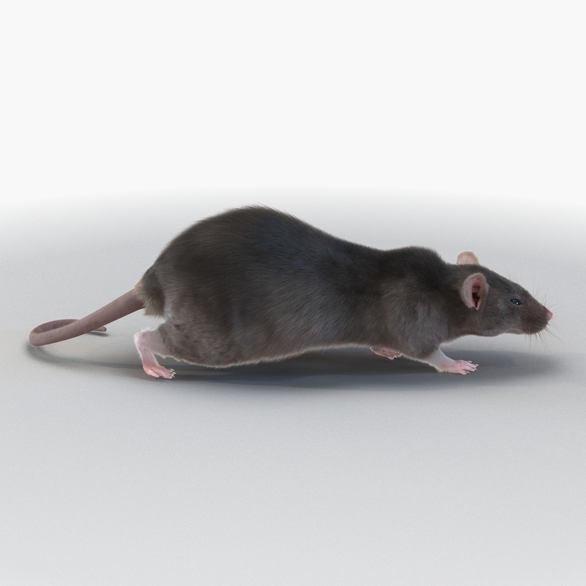 max rat pose 3