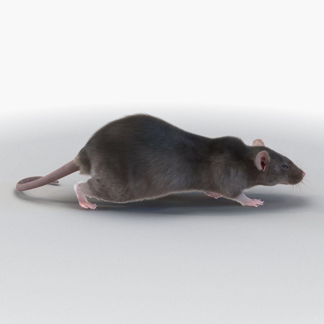 Max Rat Pose 3