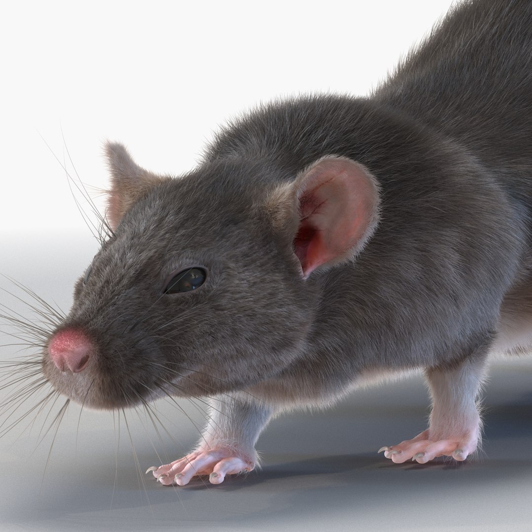 Max Rat Pose 3