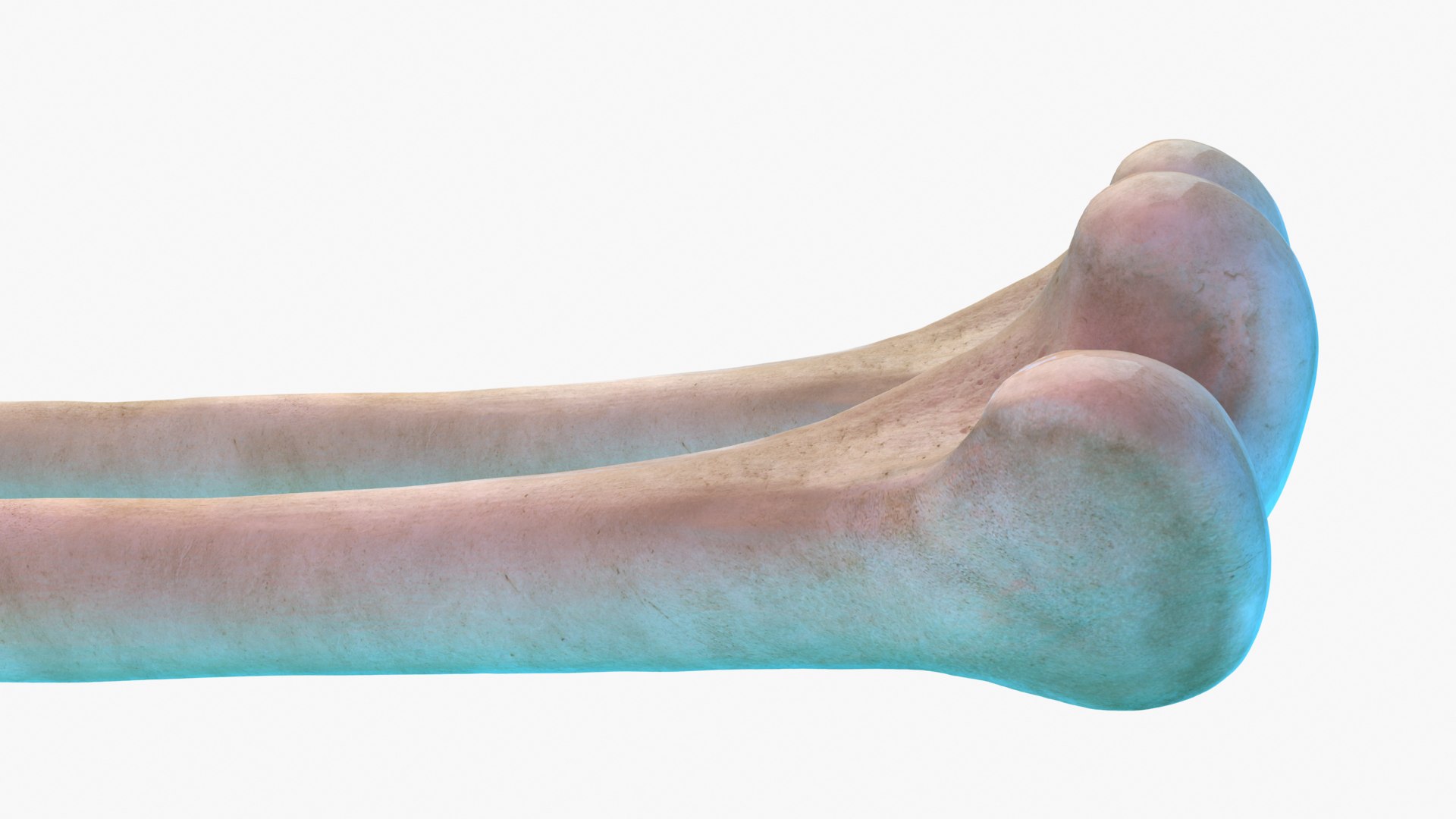 Femur Bone Structure 3D model - TurboSquid 1935934