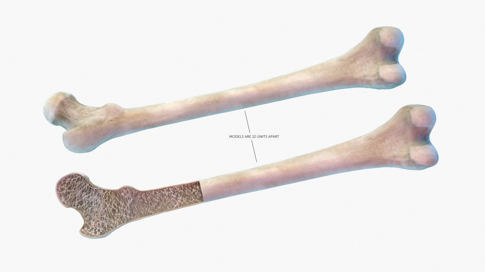 Femur Bone Structure 3D model - TurboSquid 1935934